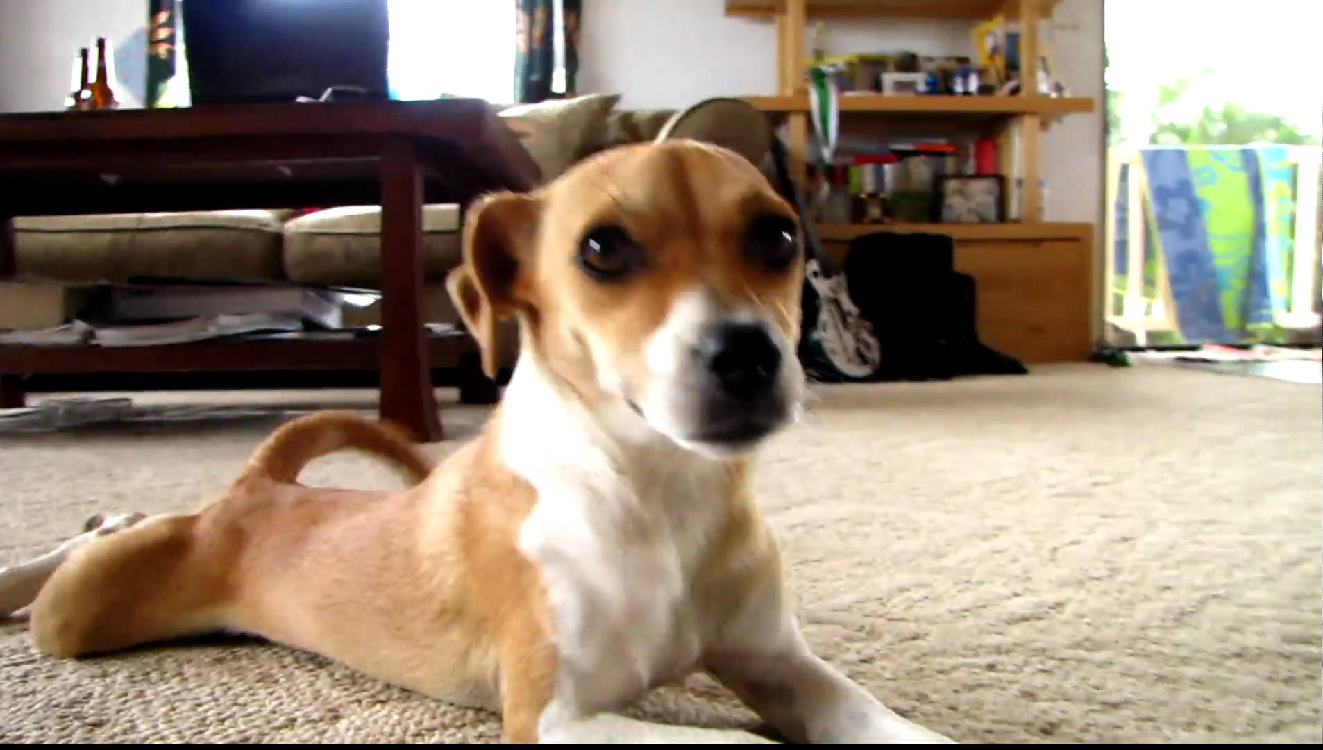 Lani - the magical crawling dog