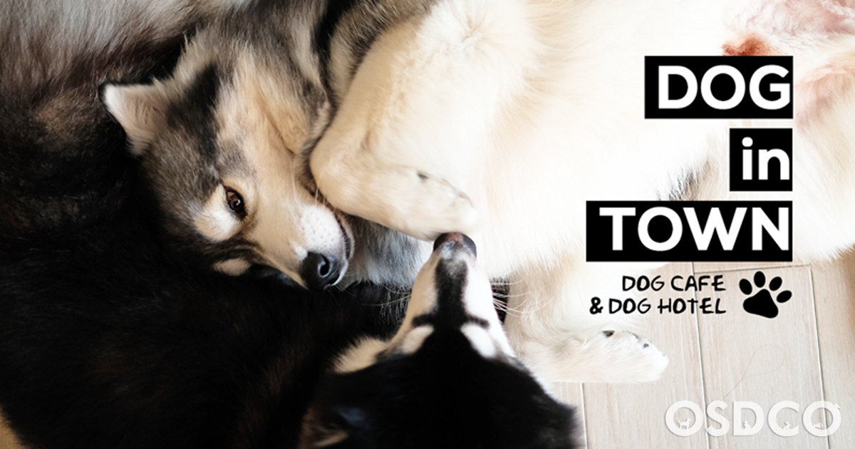 Dog in town คาเฟ่สำหรับคนรักน้องหมาใจกลางกรุงเทพฯ